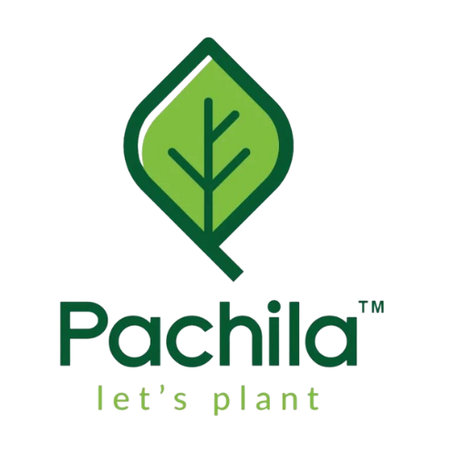 Pachila